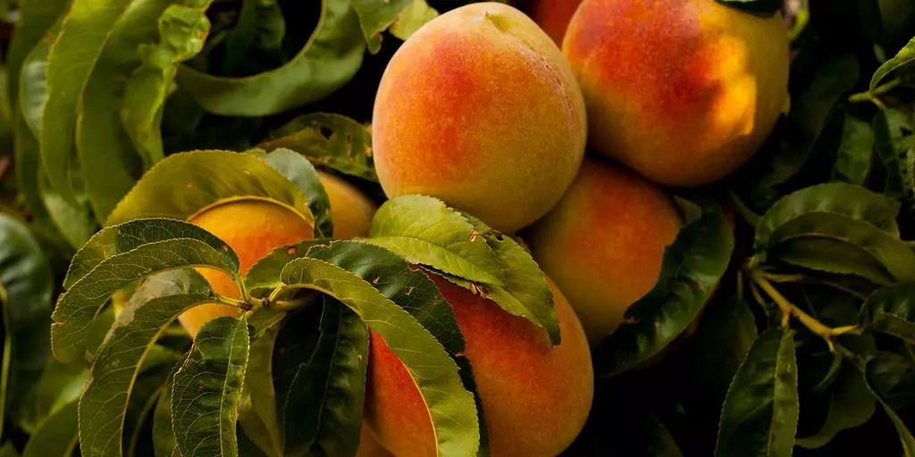 5 interesting facts about peach