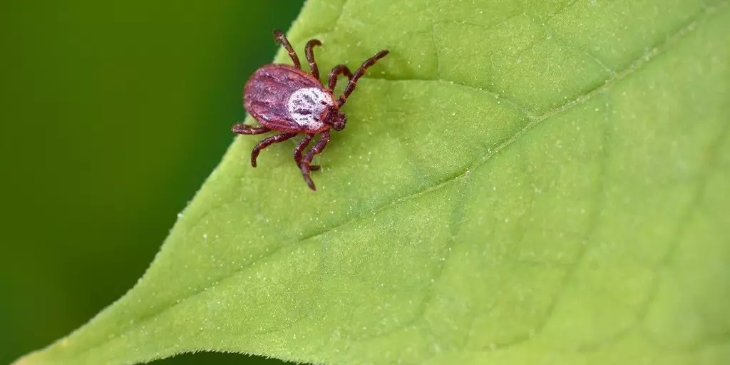 What if bitten the tick: how to give first aid and reduce the risk of infection with infections