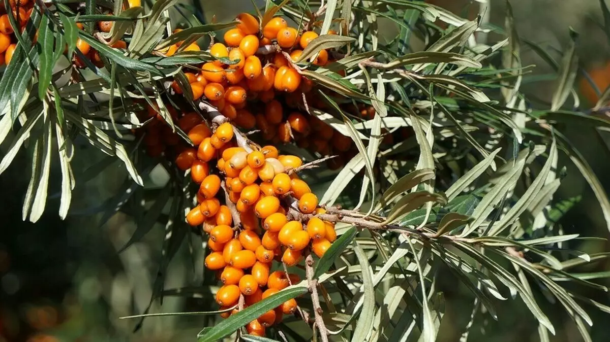 É natural: o que é útil para afrontar o aceite de buckthorn do mar e como aplicalo correctamente?