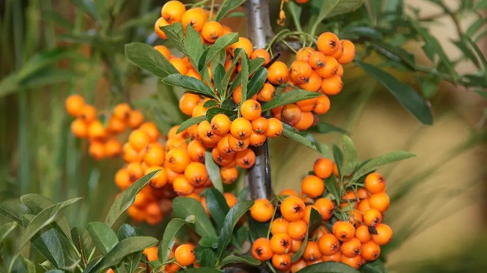 É natural: o que é útil para afrontar o aceite de buckthorn do mar e como aplicalo correctamente?