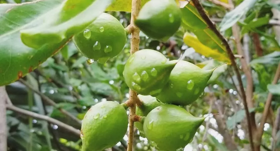 Makadamia ġewż: Benefiċċji u ħsara għall-ġisem