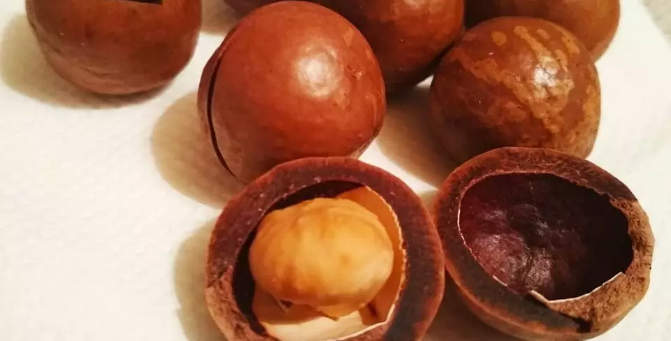 Makadami Walnut: Përfitimet dhe dëmin për trupin