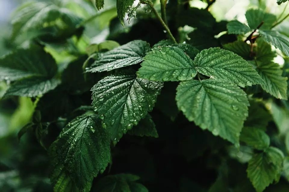 Currant leaves: His healing properties and contraindications (it is more interesting than it seems)