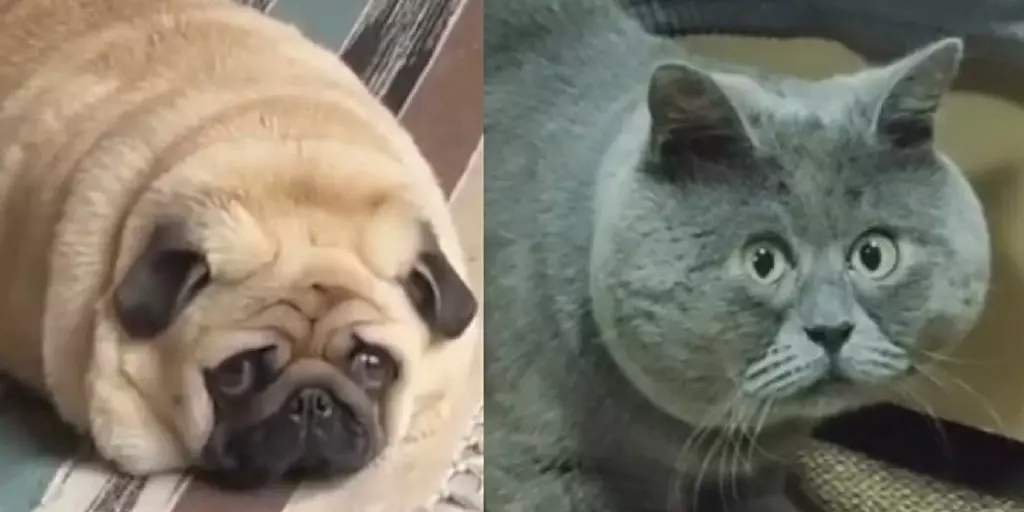 Pug Lenya, eyiti o nyorisi iwe-akọọlẹ kan, Cot-Buryat Fuyat Fedya ati awọn fluffy miiran lati awọn ami, lati eyiti ko ṣee ṣe lati ya kuro (fidio)