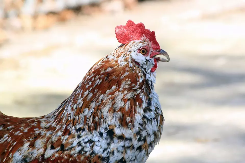 Who is lucky in the year of the rooster: 12 astrological predictions